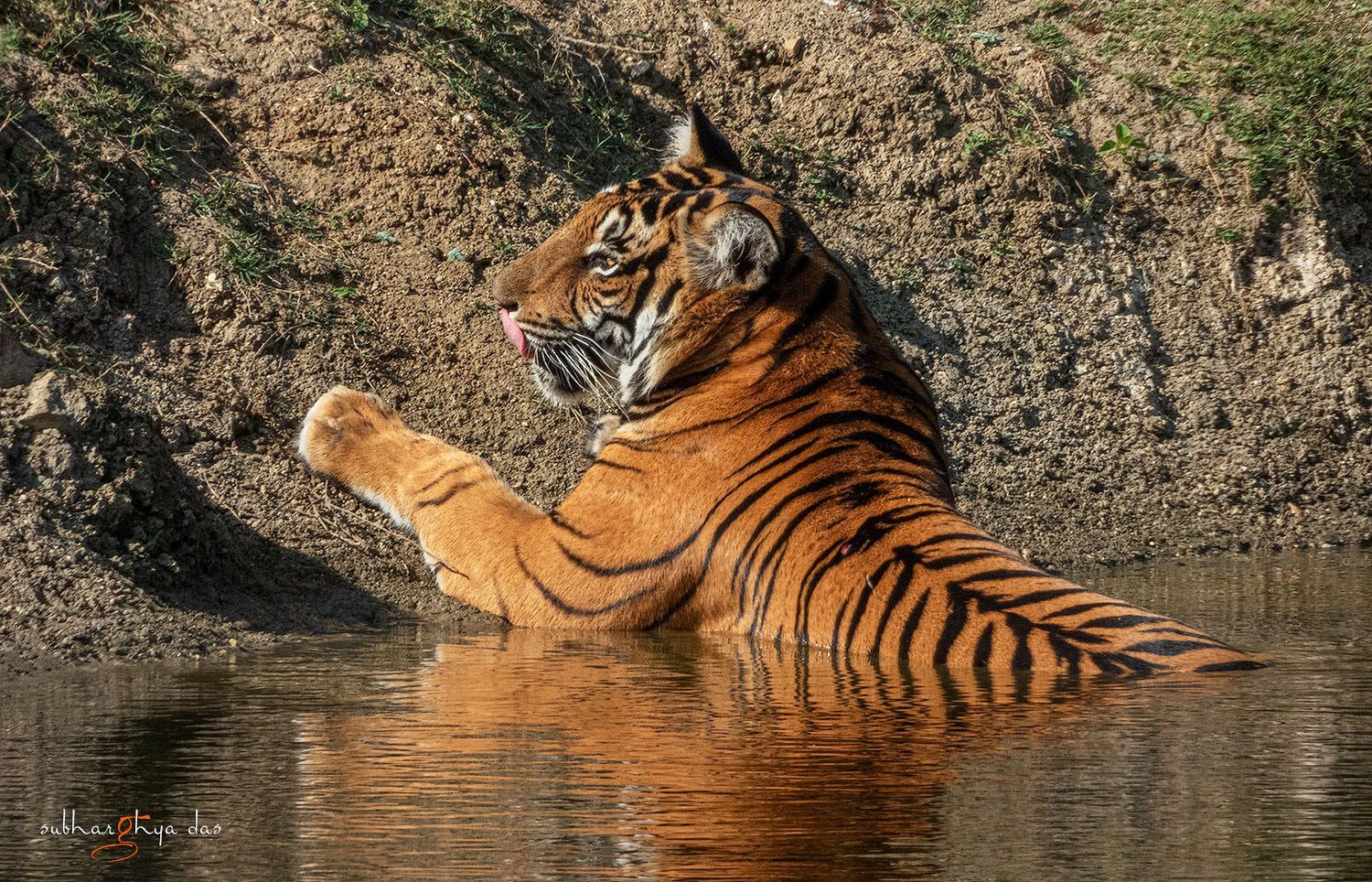 6 Ways Climate Change Affects Tigers - Earth Brigade Foundation